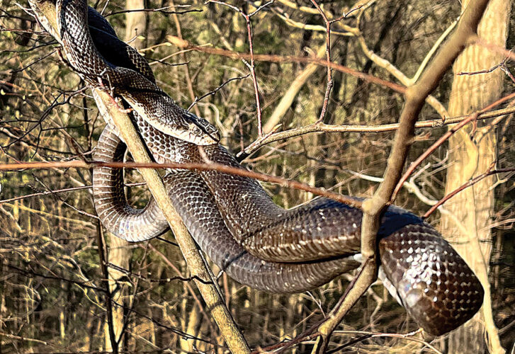 04-19-23-WEA-Snake-chris | News, Sports, Jobs - News and Sentinel